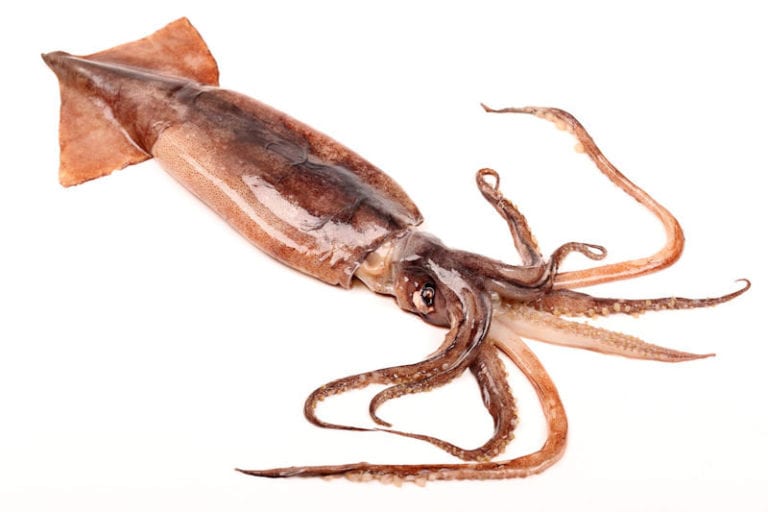 pijlinktvis - Voorne Maasvlakte