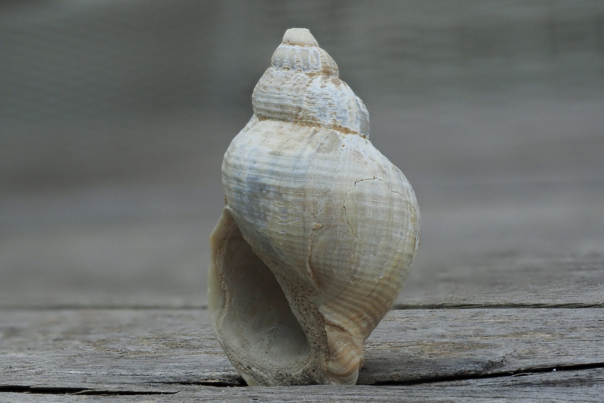 Linksdraaiende wulk - Voorne Maasvlakte