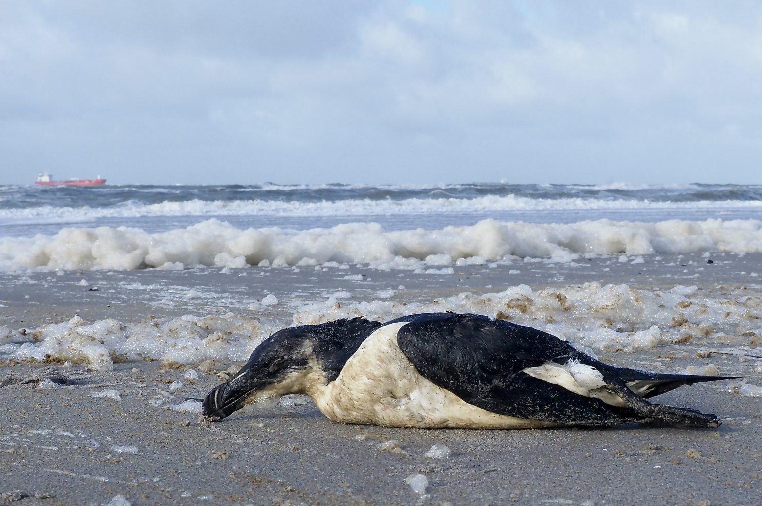 Pinguin van het noorden - Voorne Maasvlakte
