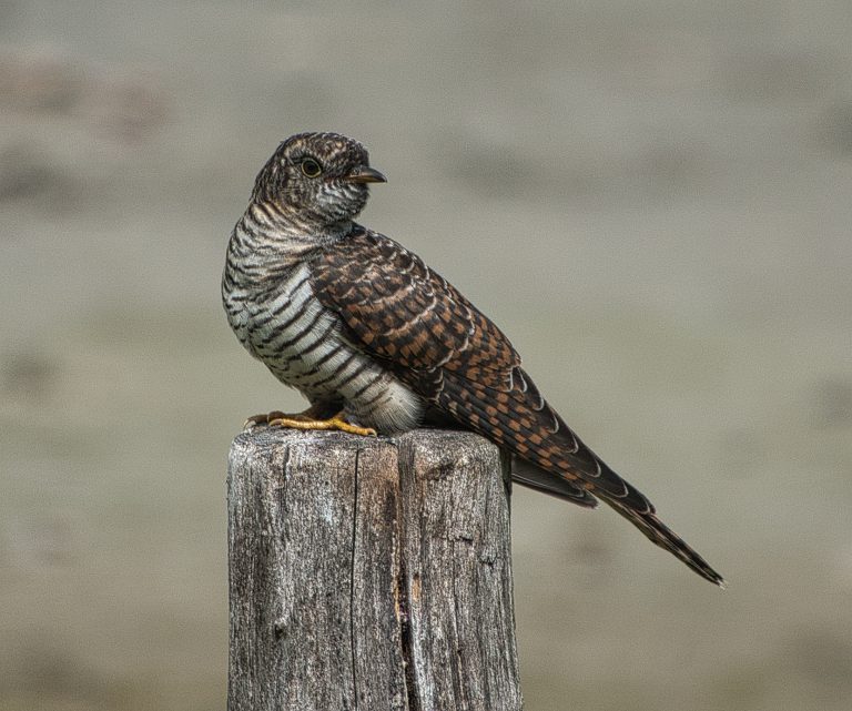 Jonge koekoek - Voorne Maasvlakte