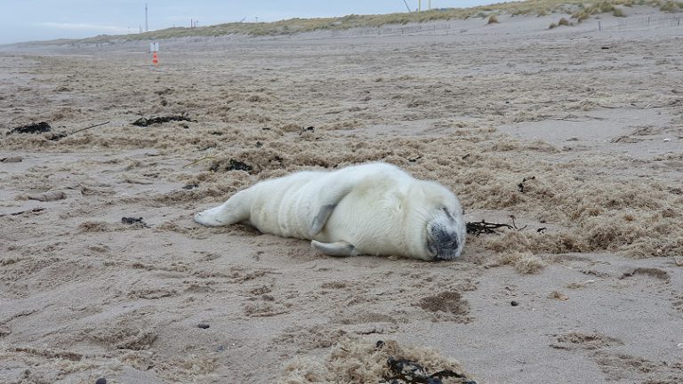 Zeehonden pup op het strand. - Voorne Maasvlakte